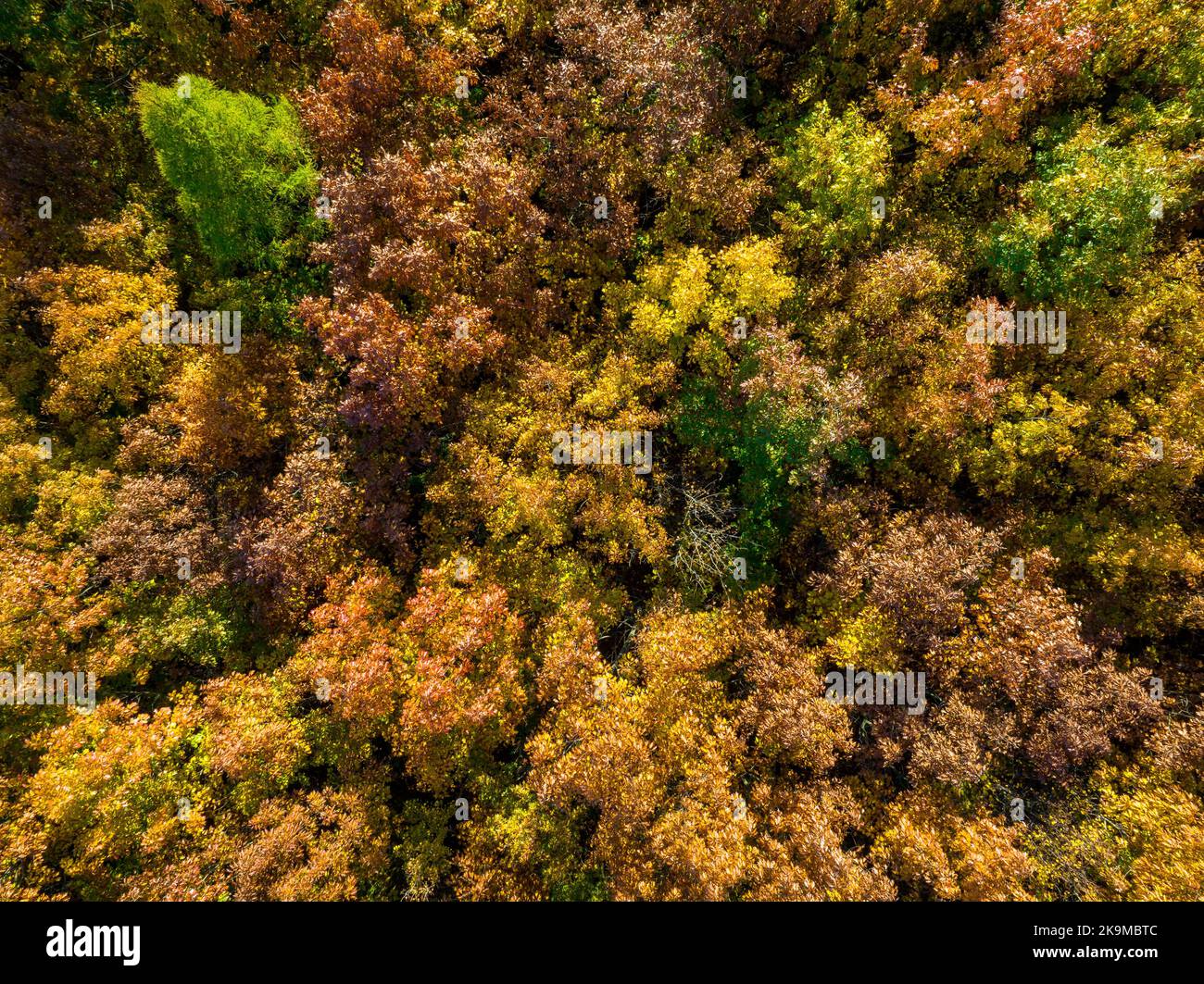 Autumn Aerial View. Top Down View of Autumn Forest with Green and ...