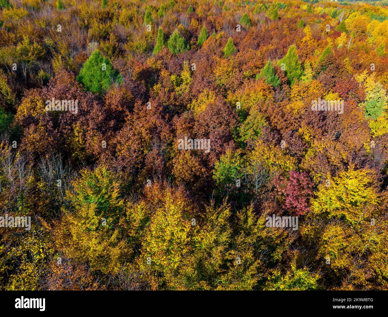 Autumn Aerial View. Top Down View of Autumn Forest with Green and ...