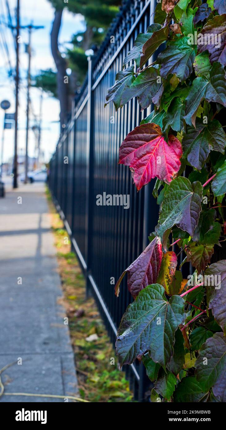 Autumn leaf on fence hi-res stock photography and images - Alamy