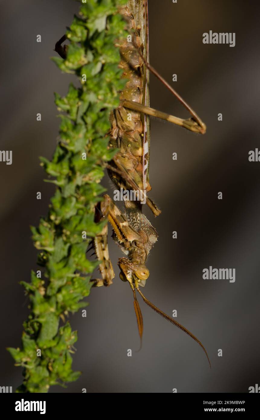 Thistle mantises hi-res stock photography and images - Alamy