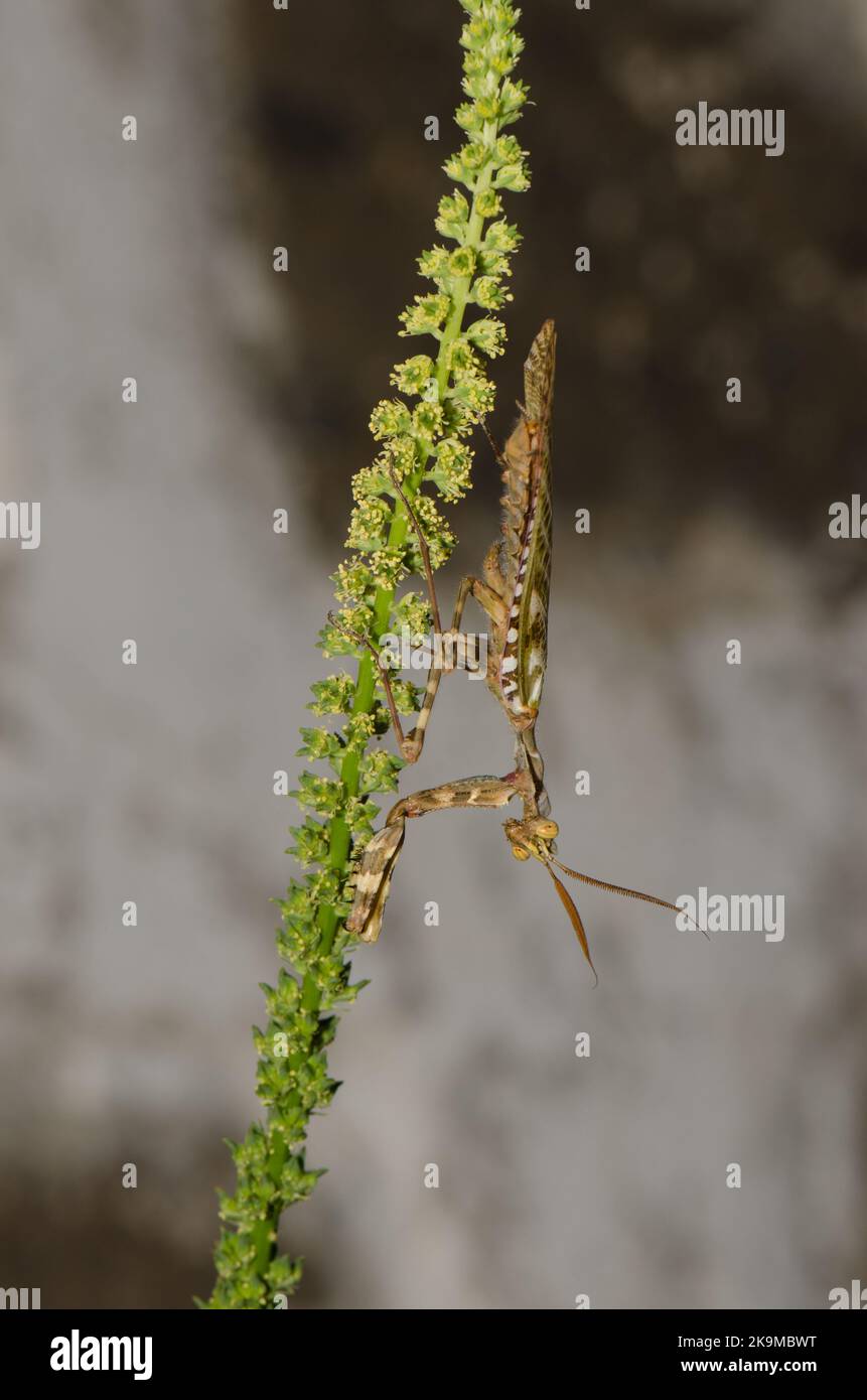 Thistle mantises hi-res stock photography and images - Alamy