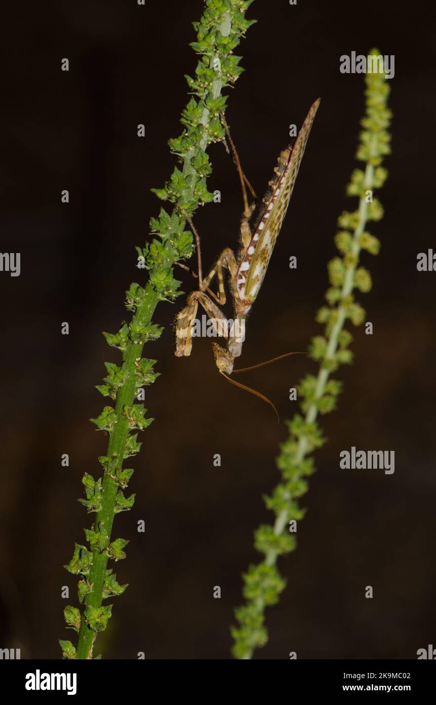 Cryptic mantis hi-res stock photography and images - Alamy