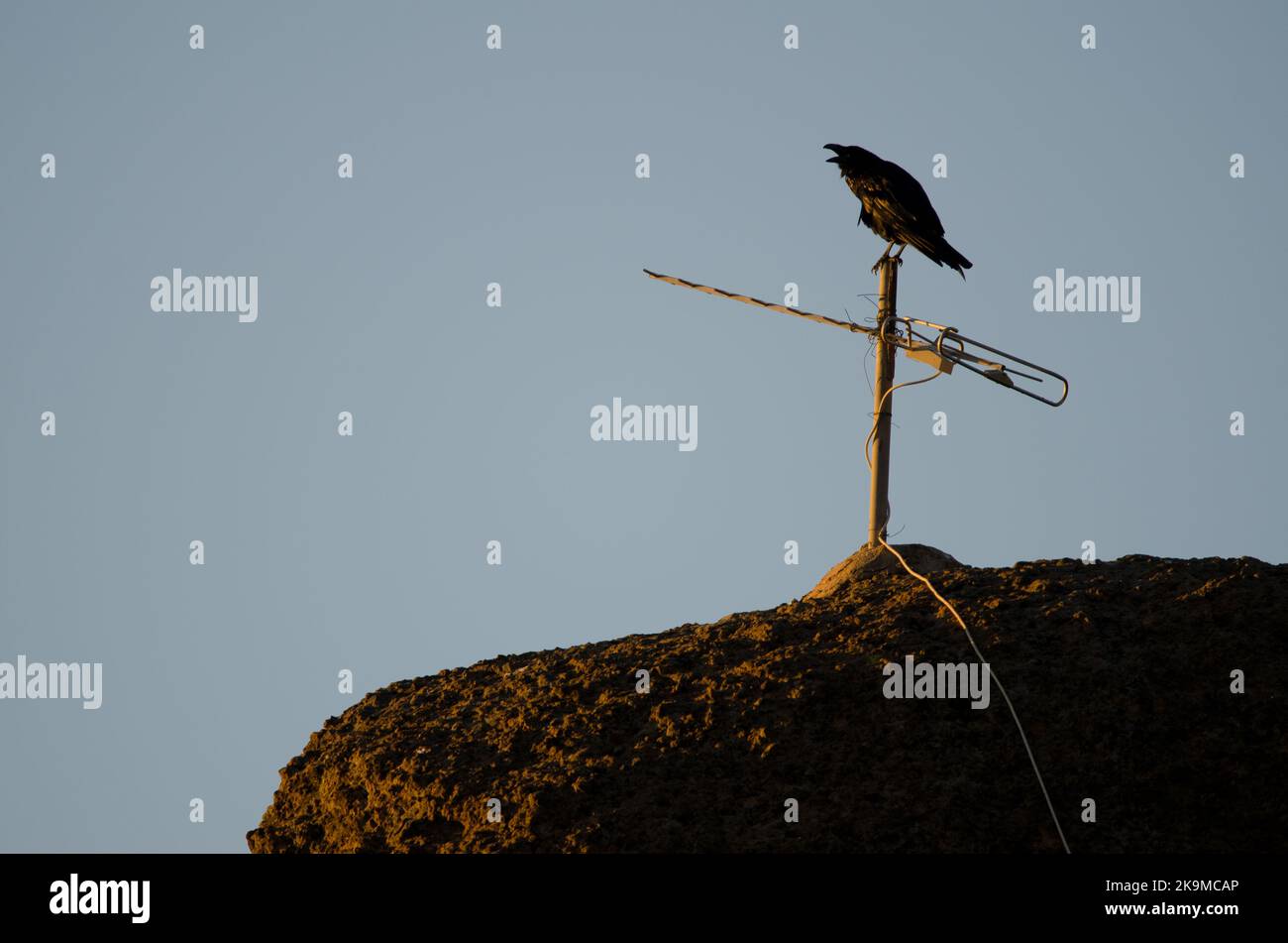 Canary Island raven Corvus corax canariensis calling on an antenna ...