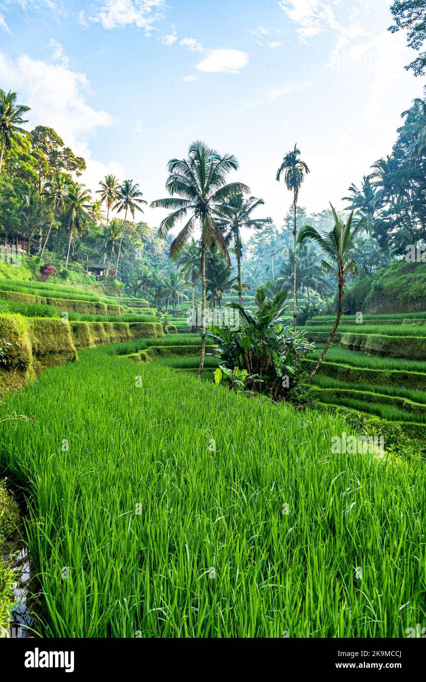 Tegallalang rice terraces Stock Photo - Alamy
