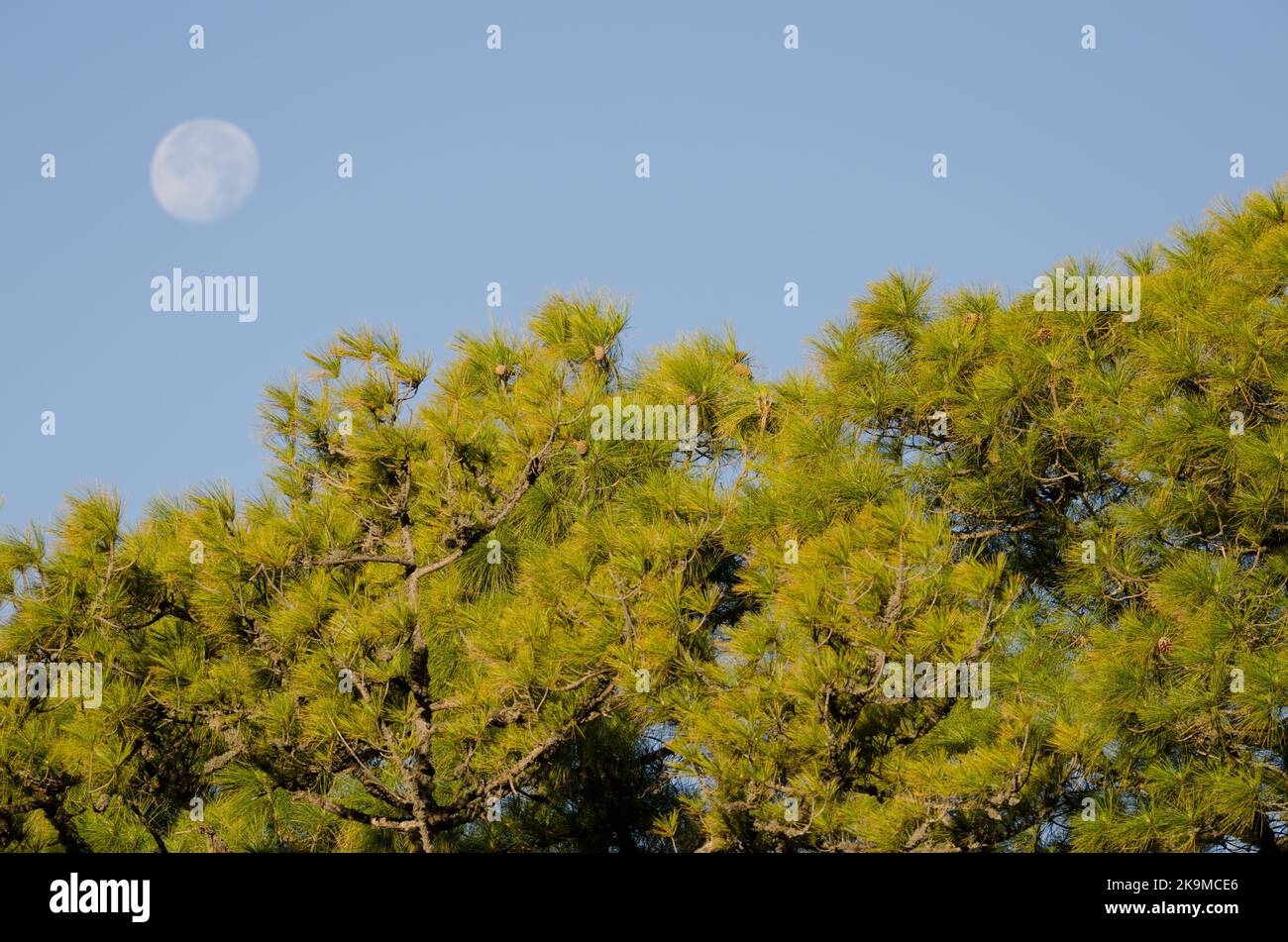 Canopy of a forest of Canary Island pine Pinus canariensis and moon ...