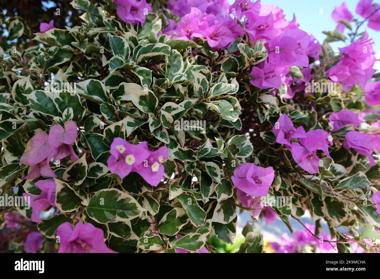 Bougainvillea patterns hi-res stock photography and images - Alamy
