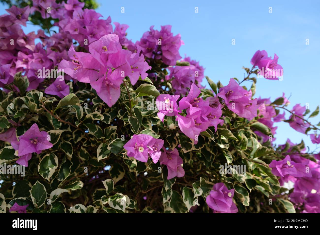 Βougainvillea, Tree and Flowers Greenery in ShaTin Park New Territories ...
