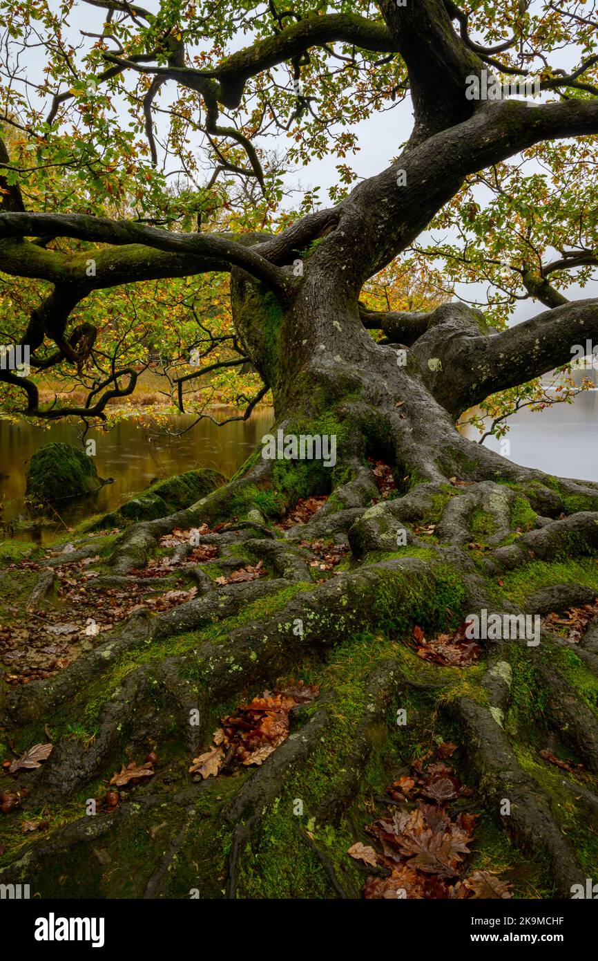 Old twisted oak tree and root at the side of a lake Stock Photo - Alamy