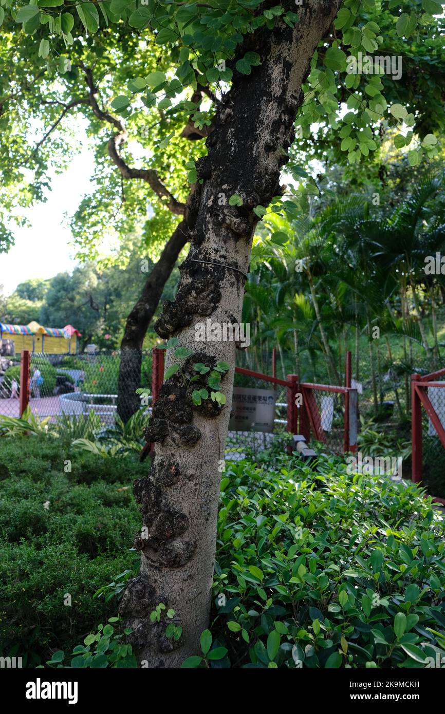 Tree and Flowers Greenery in ShaTin Park New Territories Hong Kong ...