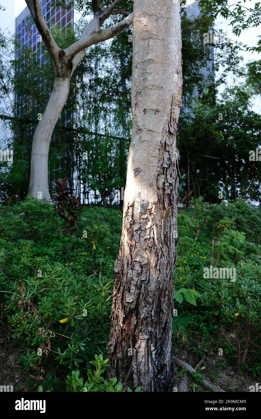 Tree and Flowers Greenery in ShaTin Park New Territories Hong Kong ...
