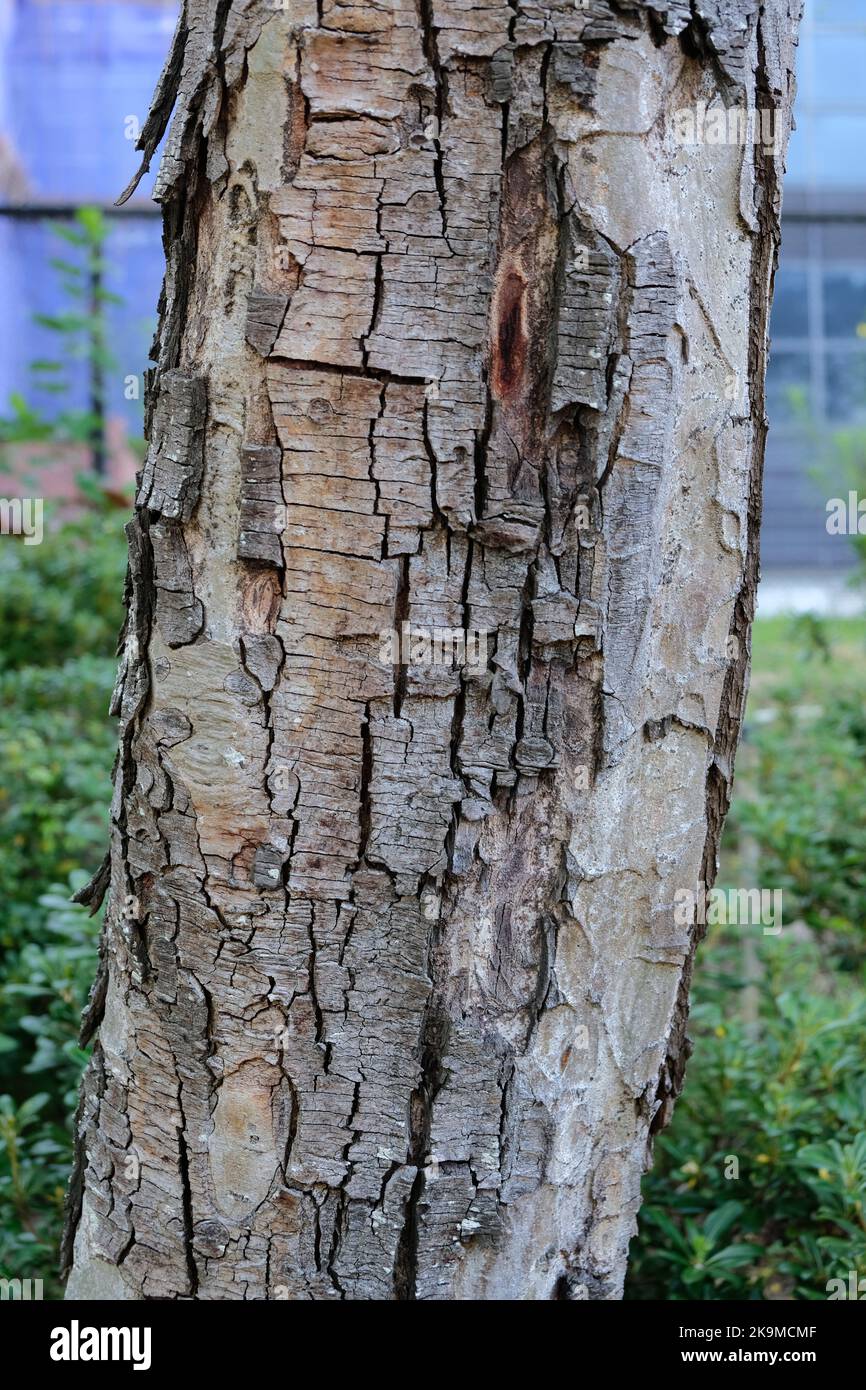 Tree and Flowers Greenery in ShaTin Park New Territories Hong Kong ...