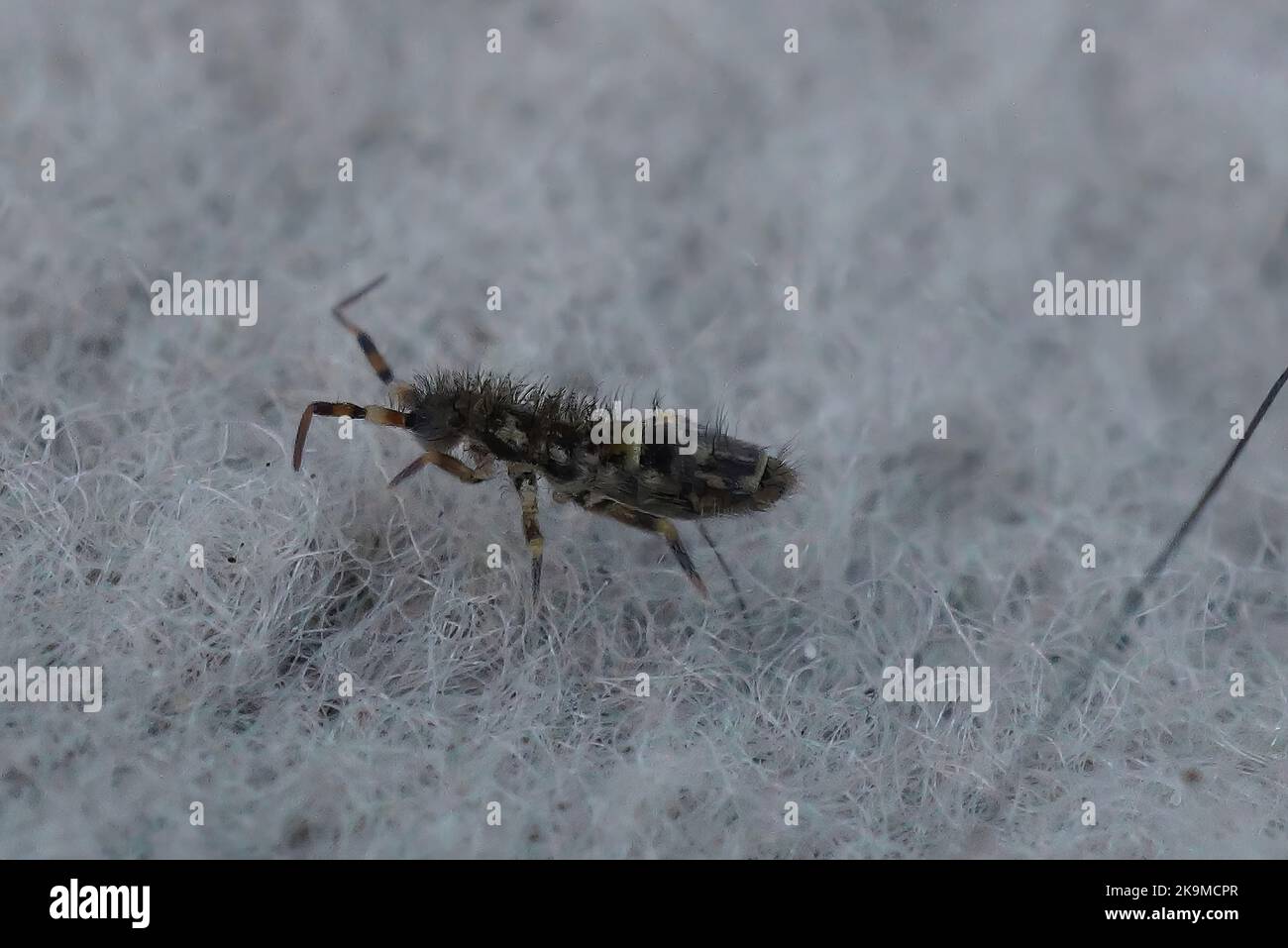 Springtail bug hi-res stock photography and images - Alamy