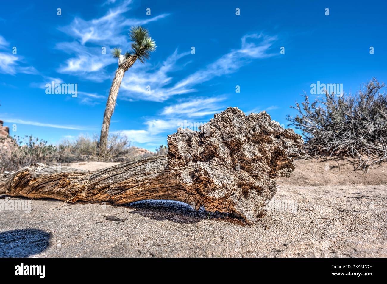 Lone dead tree on ground in front of landscape of Joshua Tree National ...