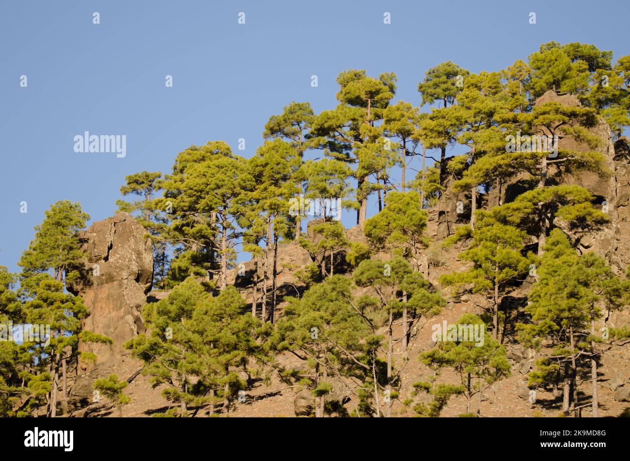 Rocks and forest of Canary Island pine Pinus canariensis. Integral ...