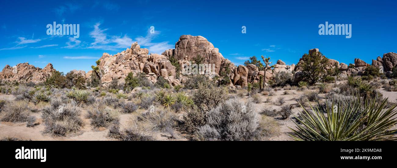 Landscape of Joshua Tree National Park with clear skies and rocky ...