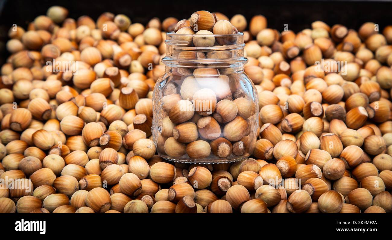 Hazelnut in a jar. Lots of hazelnuts. Bank with nuts on a black ...