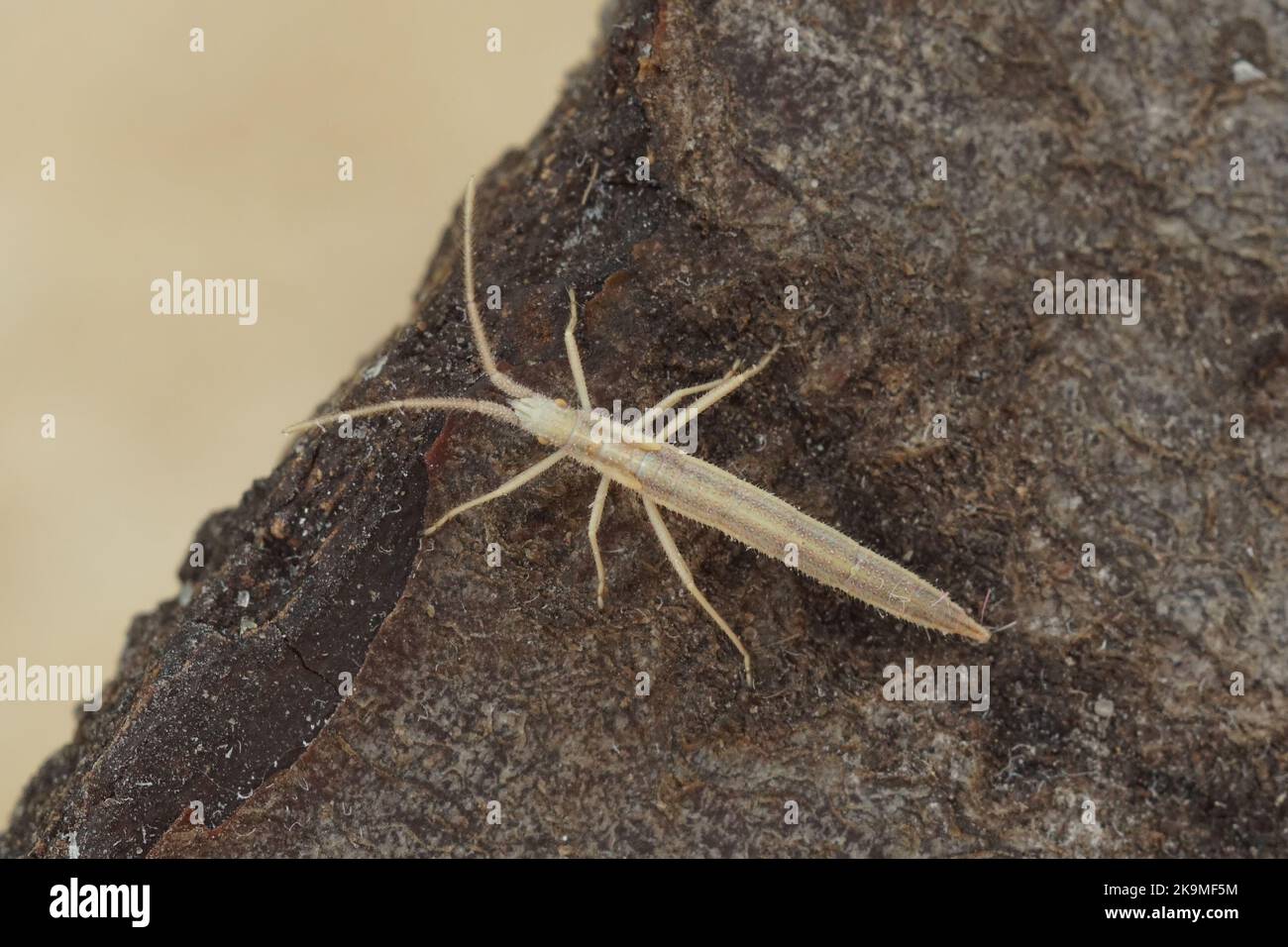 Detailed closeup on the unusual white elonggated plant parasite ...