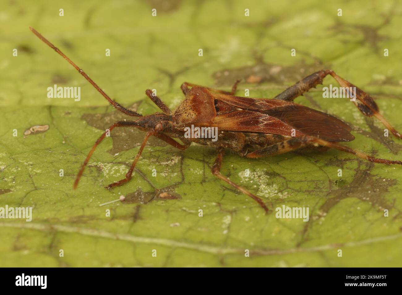 Detailed closeup on the Western Conifer seed bug , Leptoglossus ...