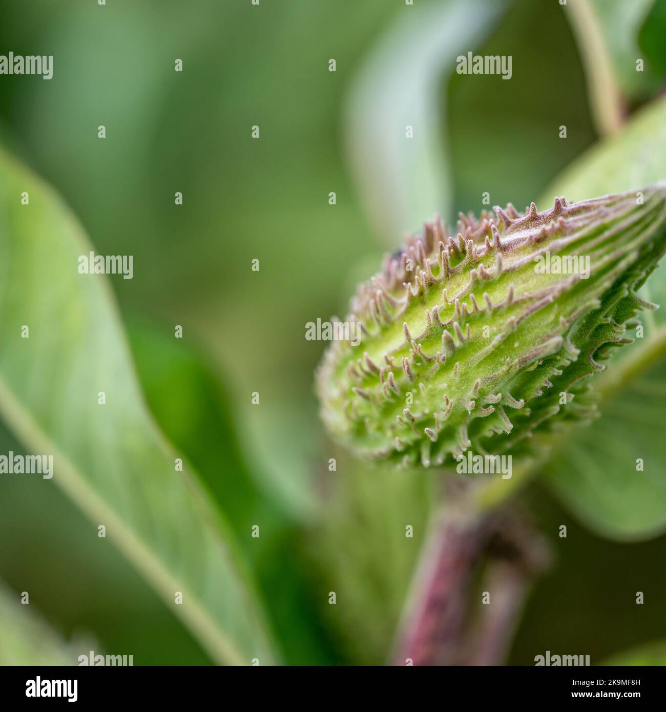 Selective focus on an unopened milkweed follicle seed pod in the fall ...