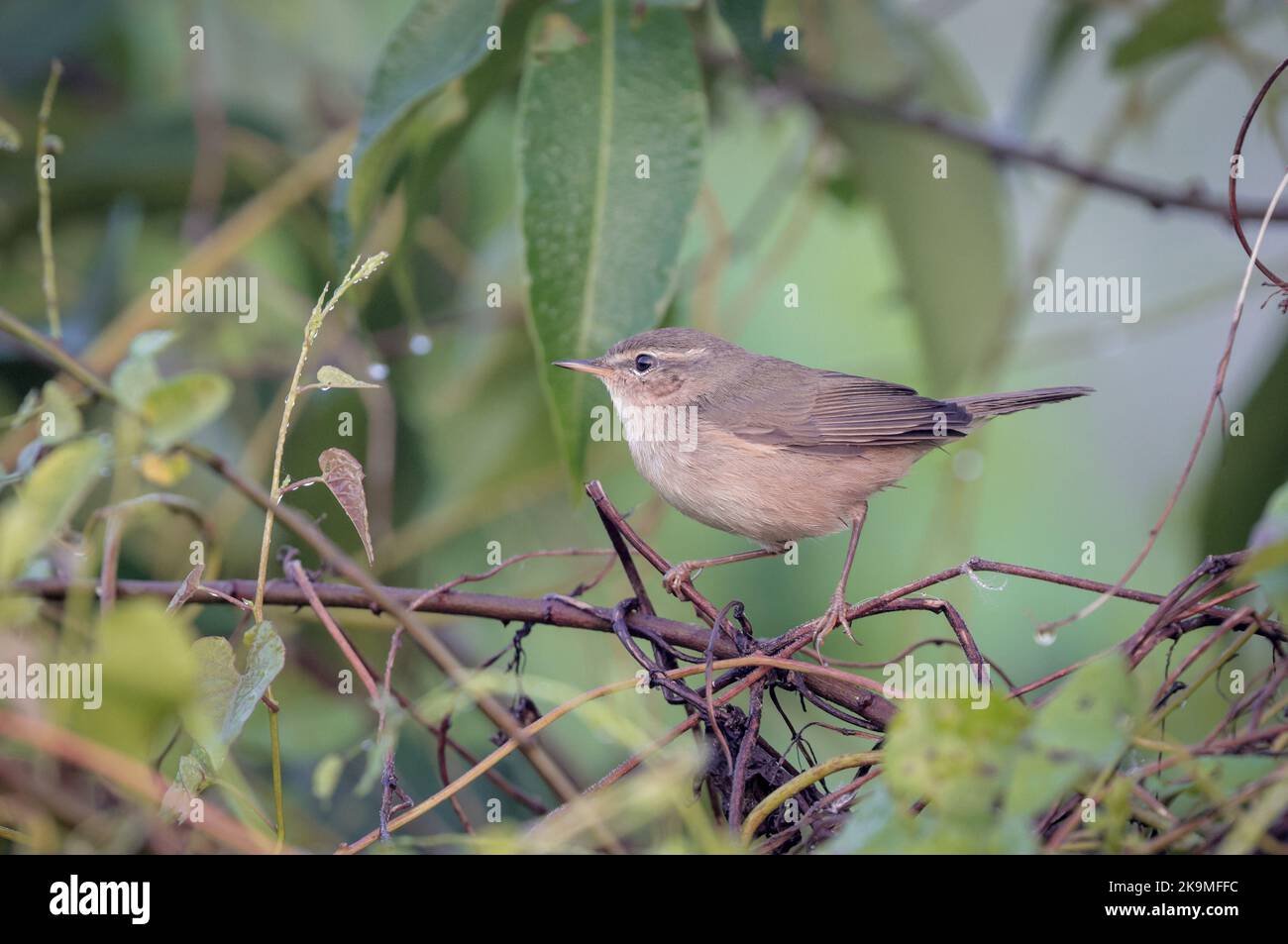 dusky warbler is a leaf warbler which breeds in the east Palearctic ...