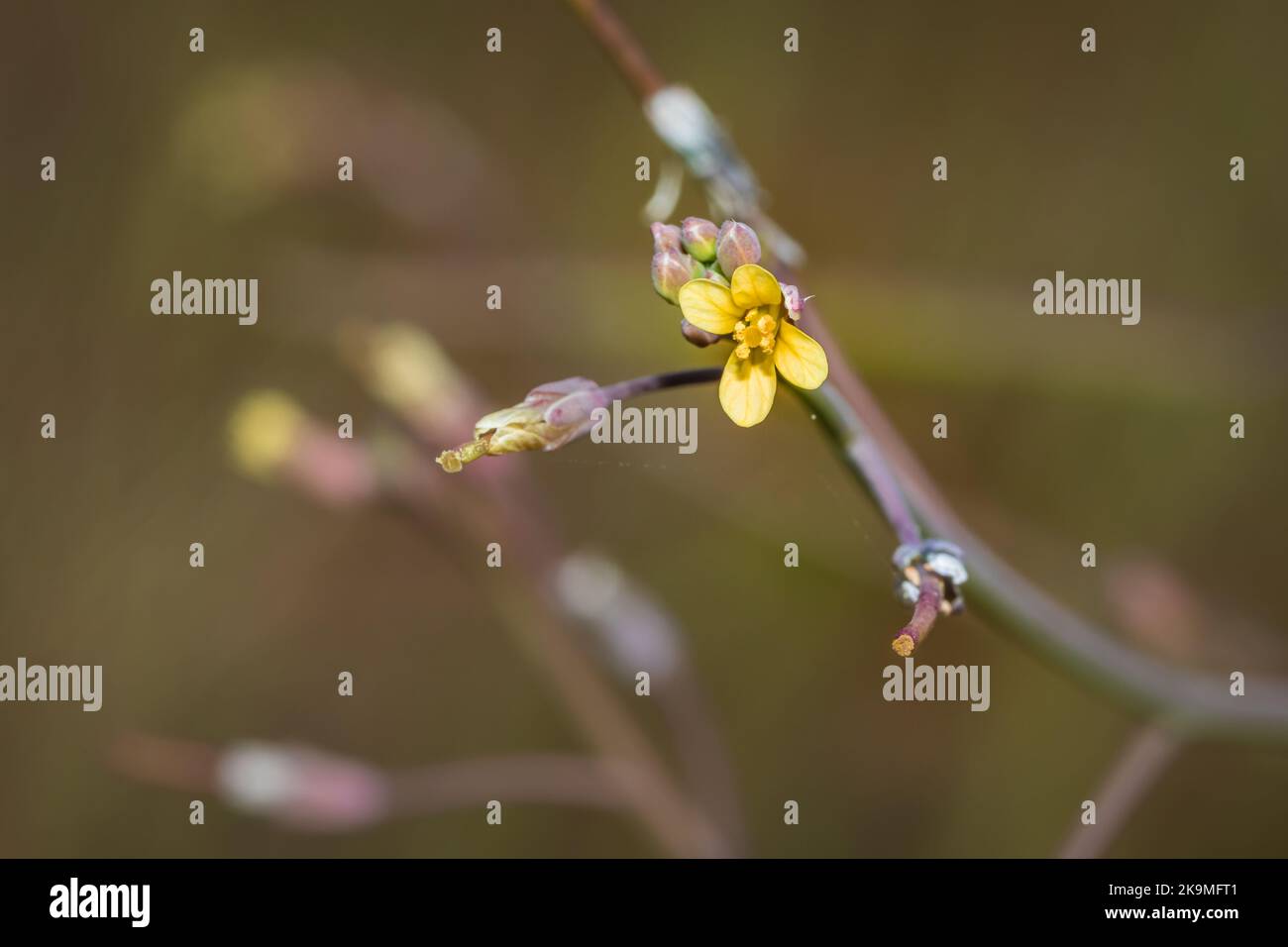 Indian hedgemustard hi-res stock photography and images - Alamy