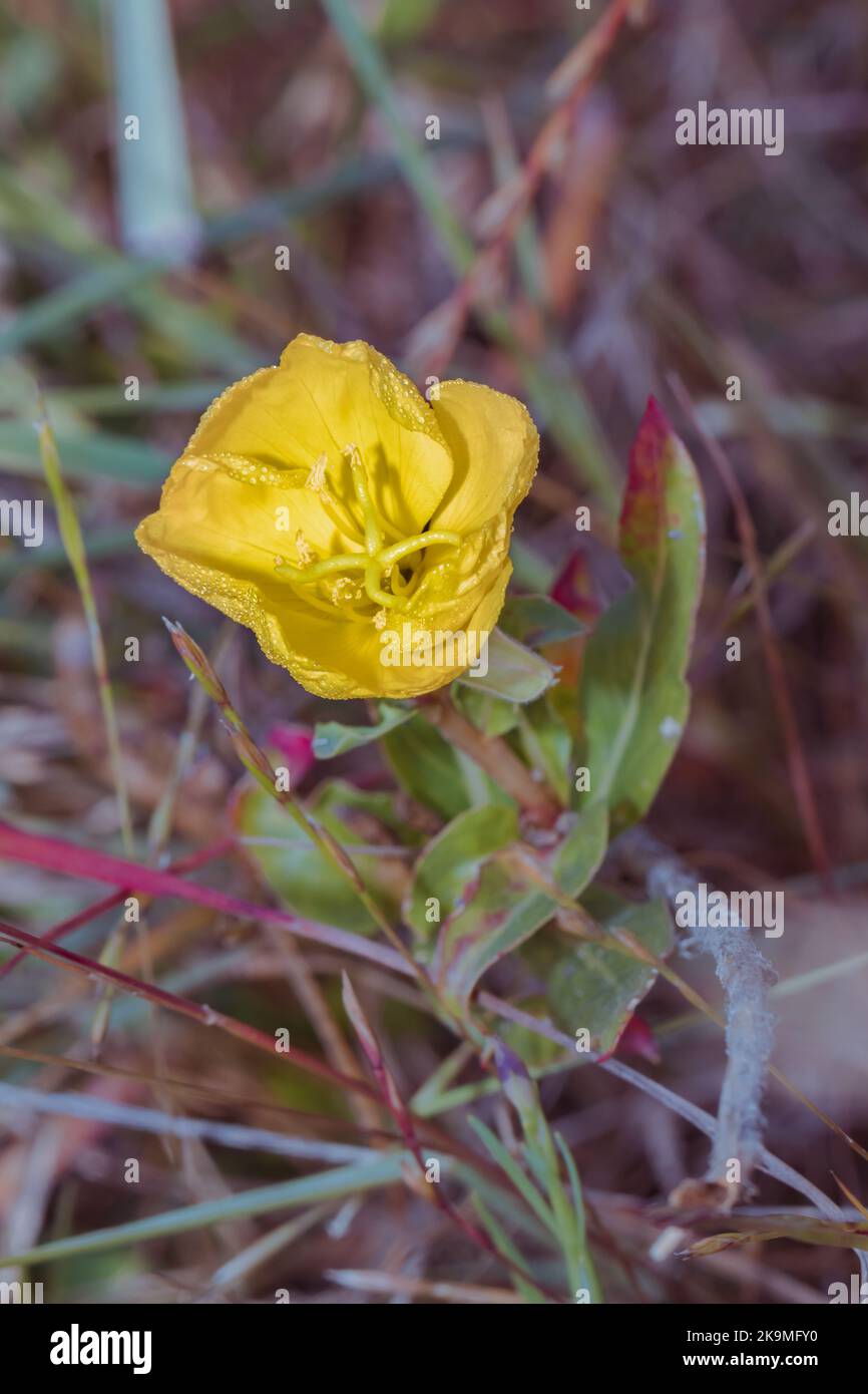 Common yellow evening-primrose Flower (Oenothera biennis), South Africa ...
