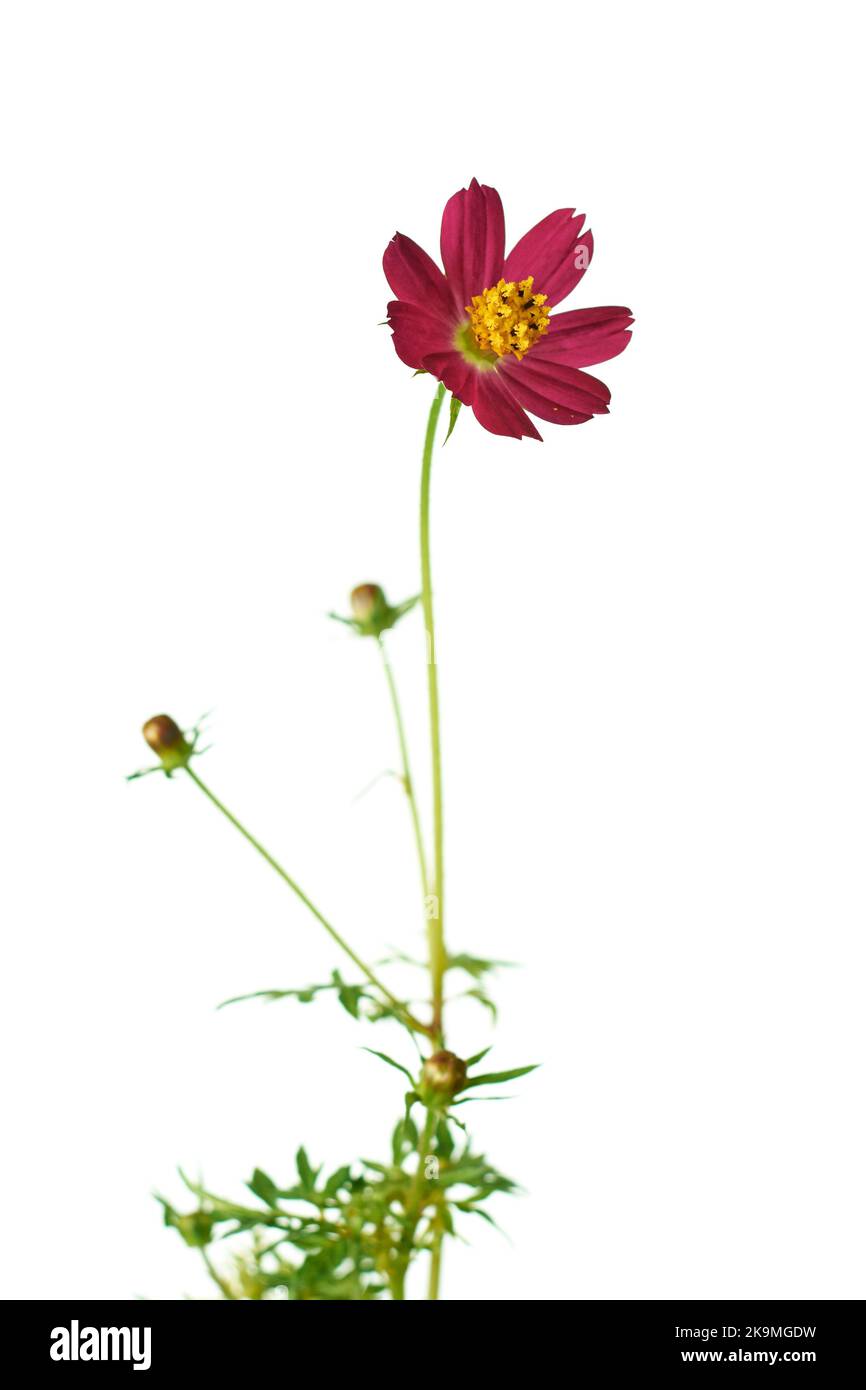 Calliopsis soft background hi-res stock photography and images - Alamy