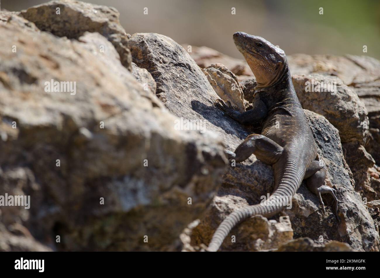Gran Canaria giant lizard Gallotia stehlini. Male. Cruz de Pajonales ...