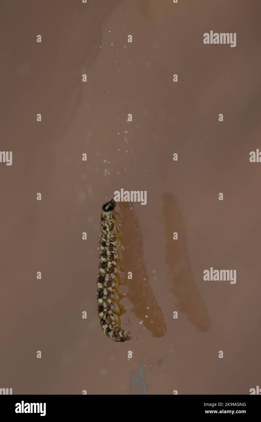 Caterpillars reflect hi-res stock photography and images - Alamy