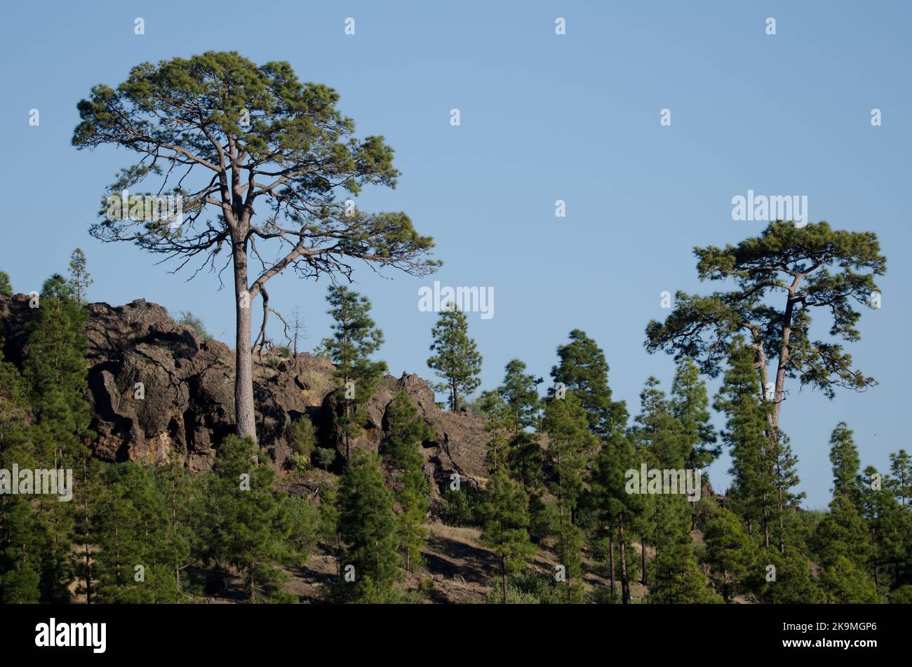 Forest of Canary Island pine Pinus canariensis. Integral Natural ...