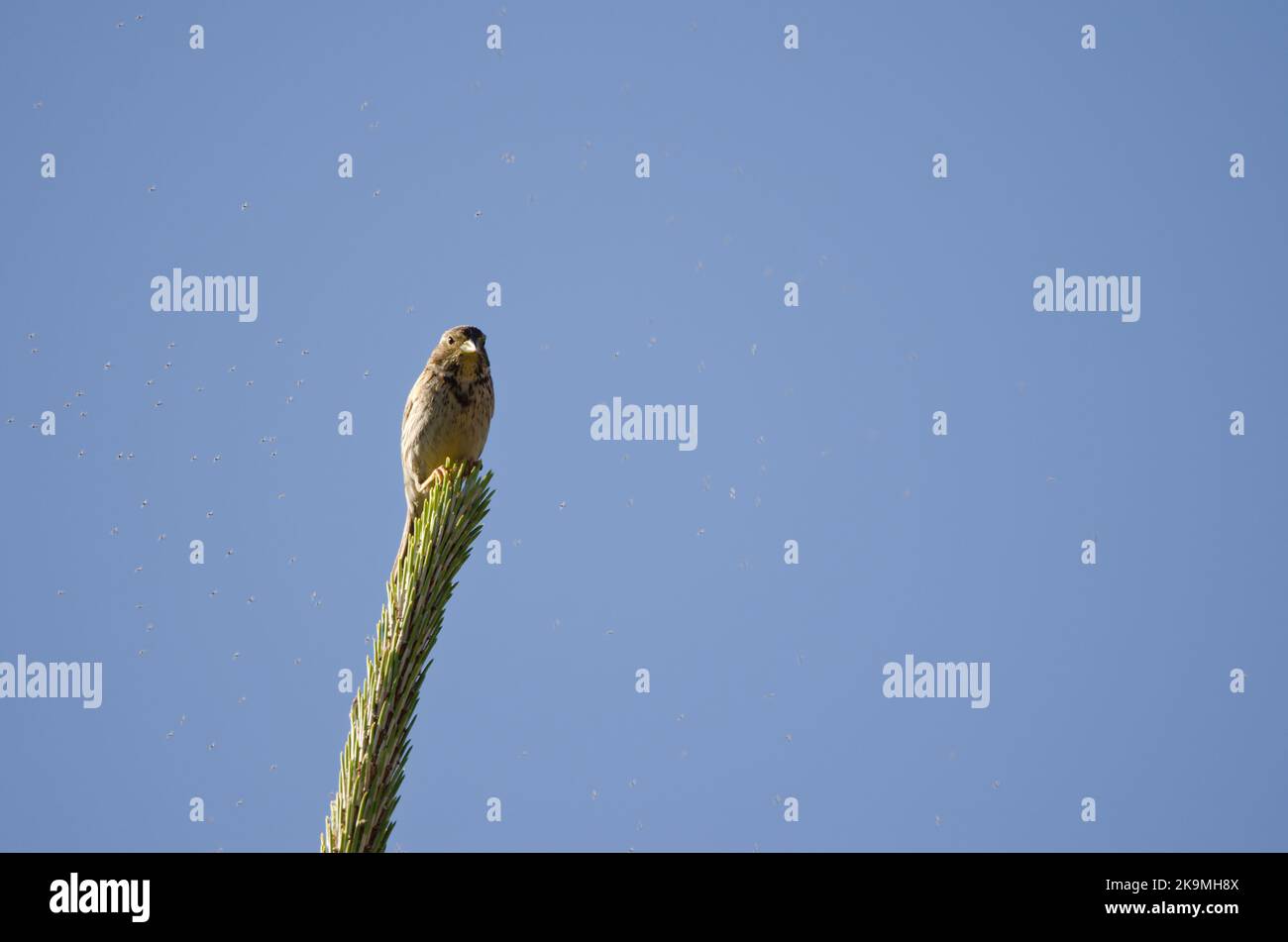 Corn bunting Emberiza calandra surrounded by flying insects. The Nublo ...