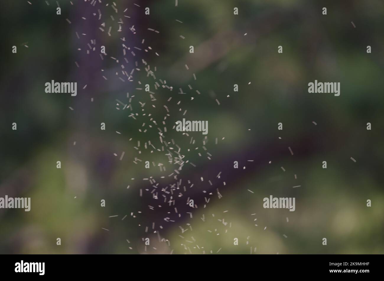 Flying insects in the air. The Nublo Rural Park. Tejeda. Gran Canaria ...