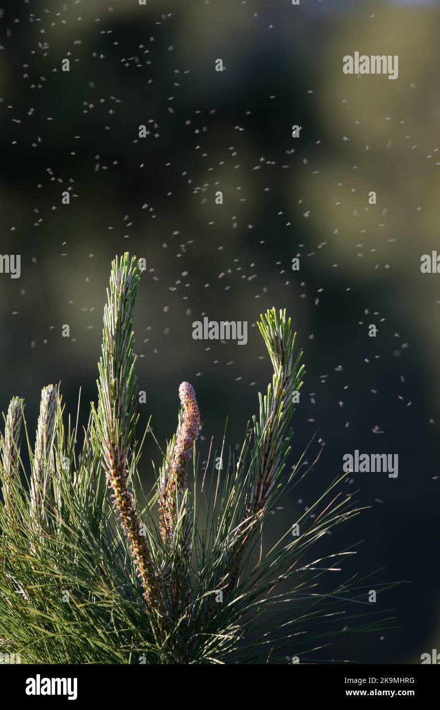 Branches of Canary Island pine Pinus canariensis and flying insects ...