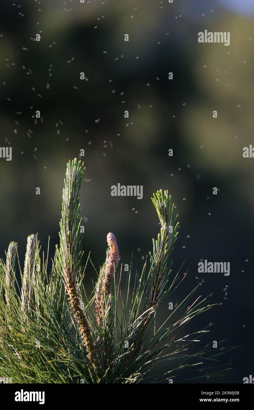 Branches of Canary Island pine Pinus canariensis and flying insects ...