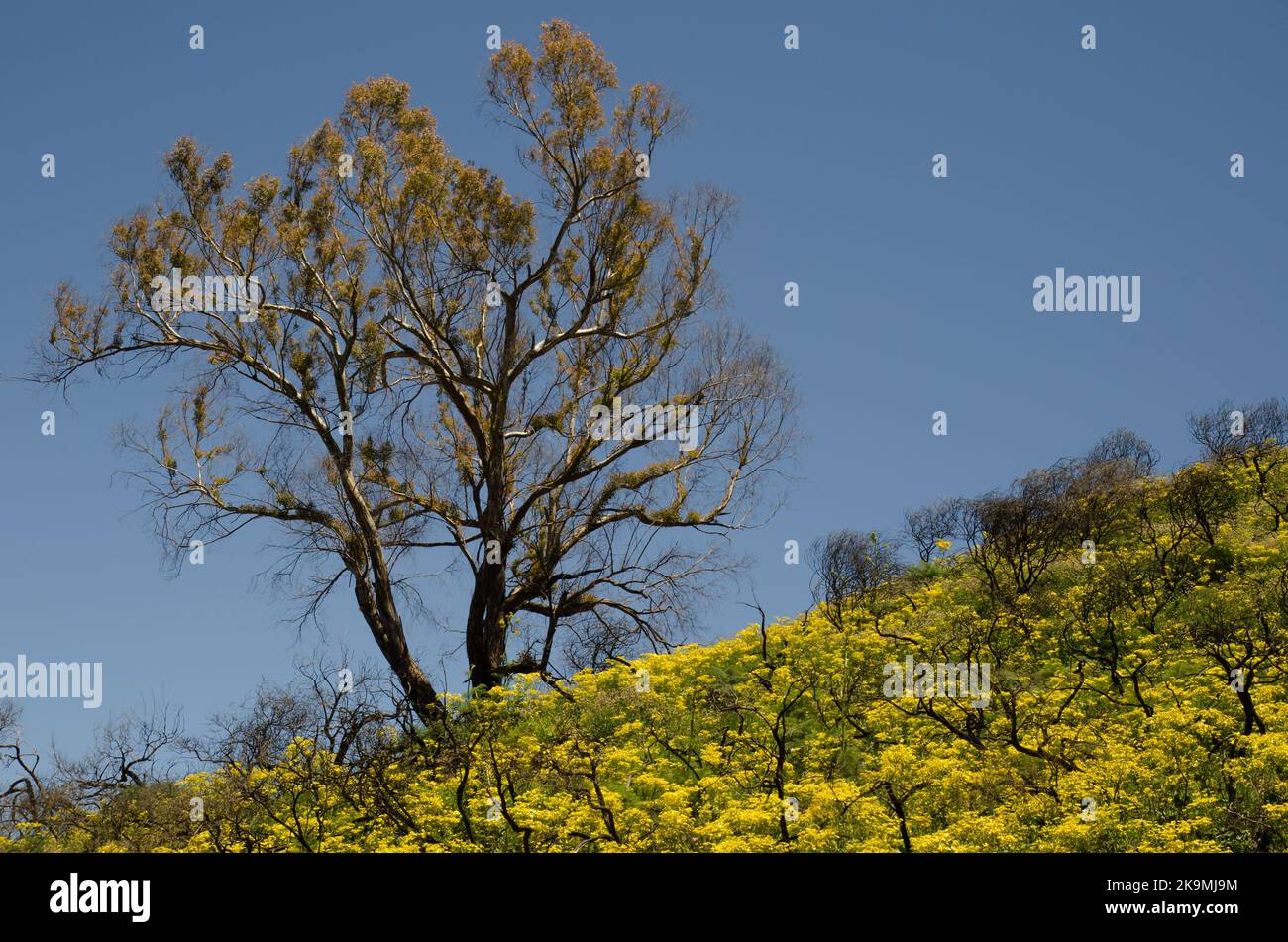Southern blue gum Eucalyptus globulus and Azores buttercup Ranunculus ...