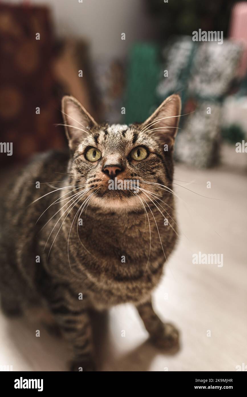 Cat staring in front of a pile of Christmas gifts Stock Photo - Alamy