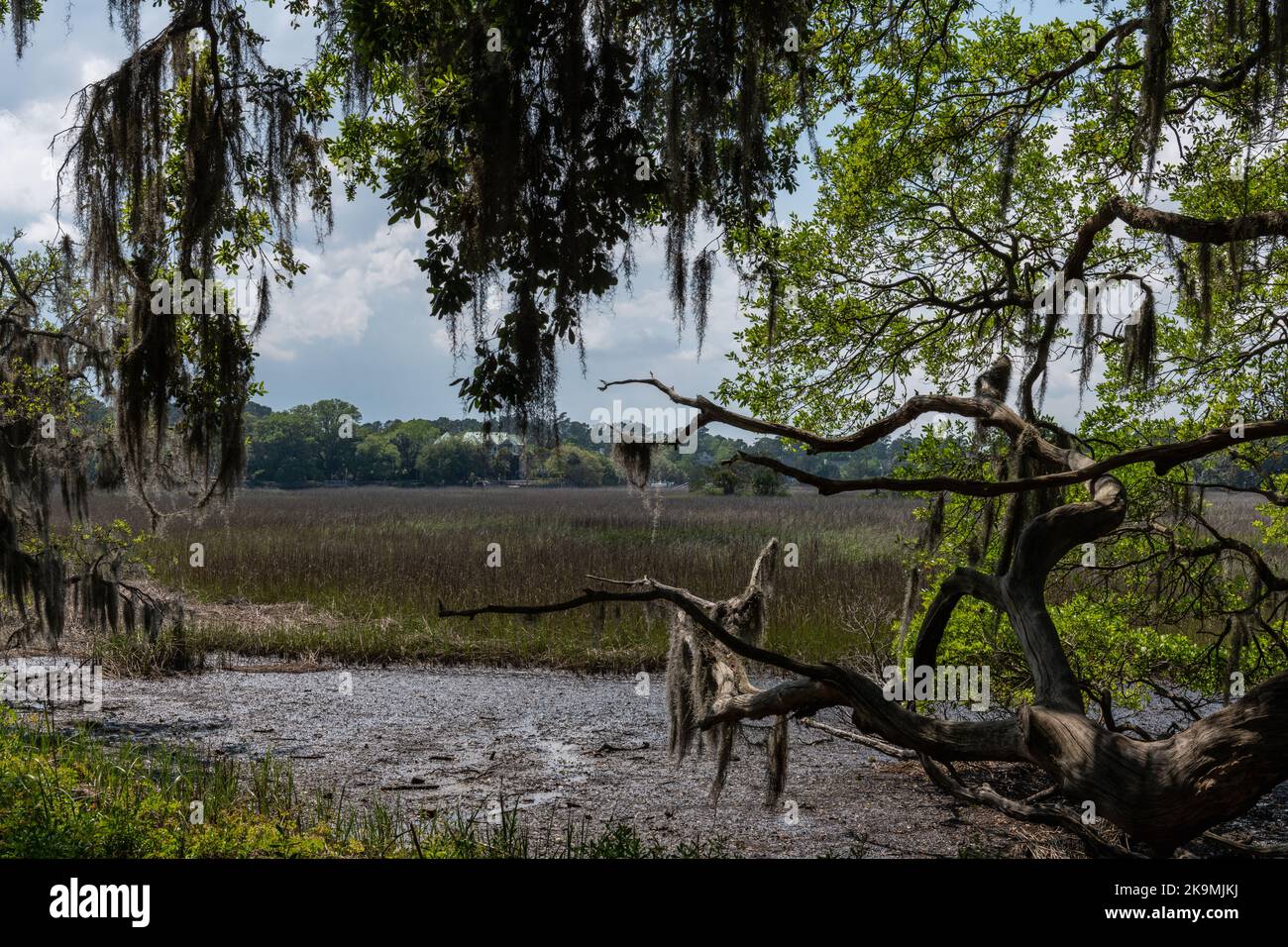 A South Carolina low country (swamp) view of a river beneath a oak tree ...