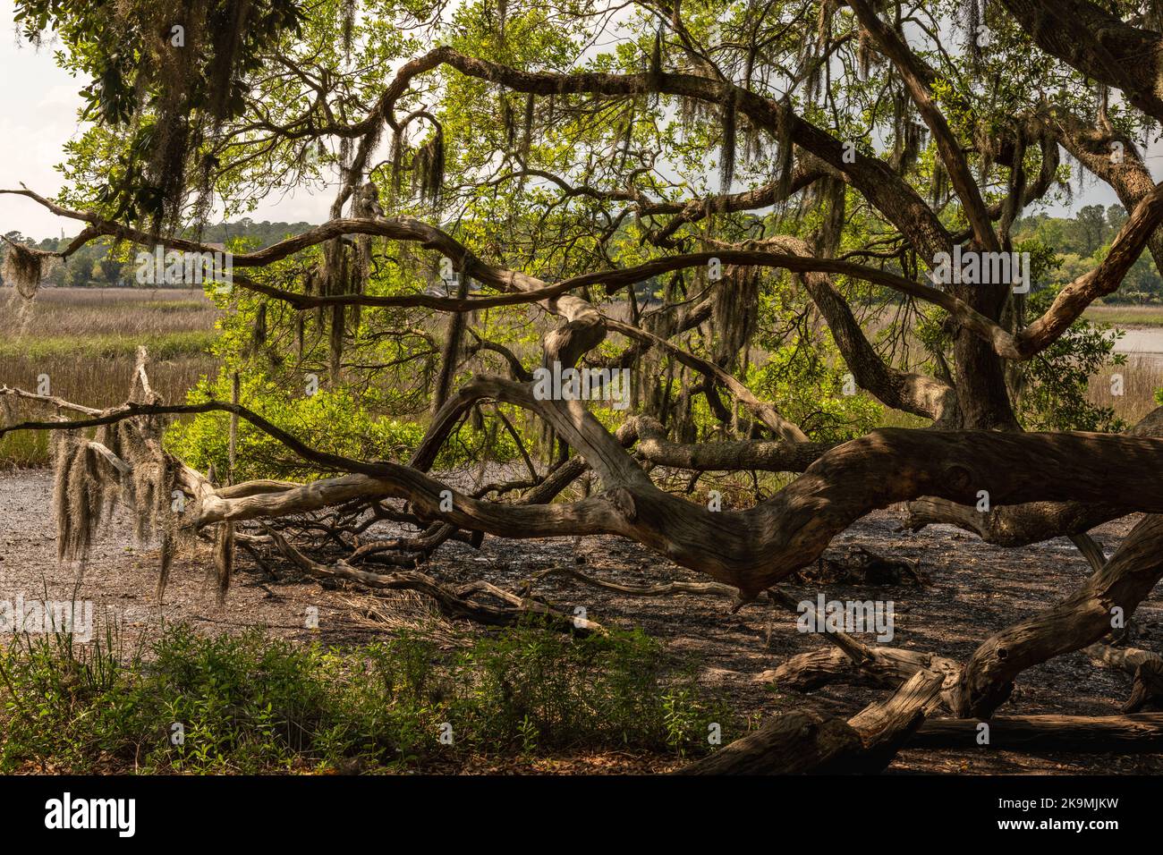 A South Carolina low country (swamp) view of a river beneath a oak tree ...