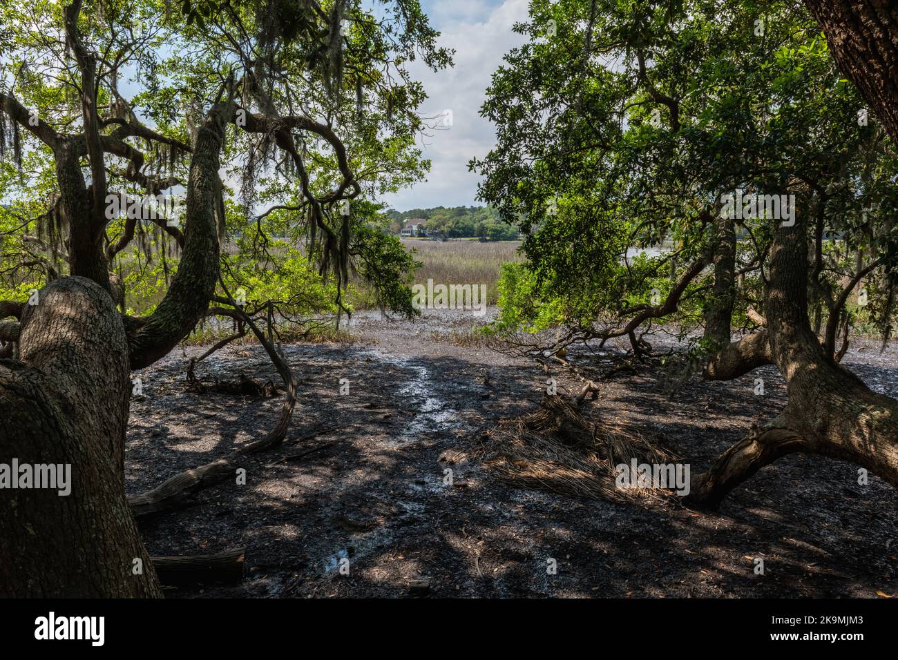 A South Carolina low country (swamp) view of a river beneath a oak tree ...