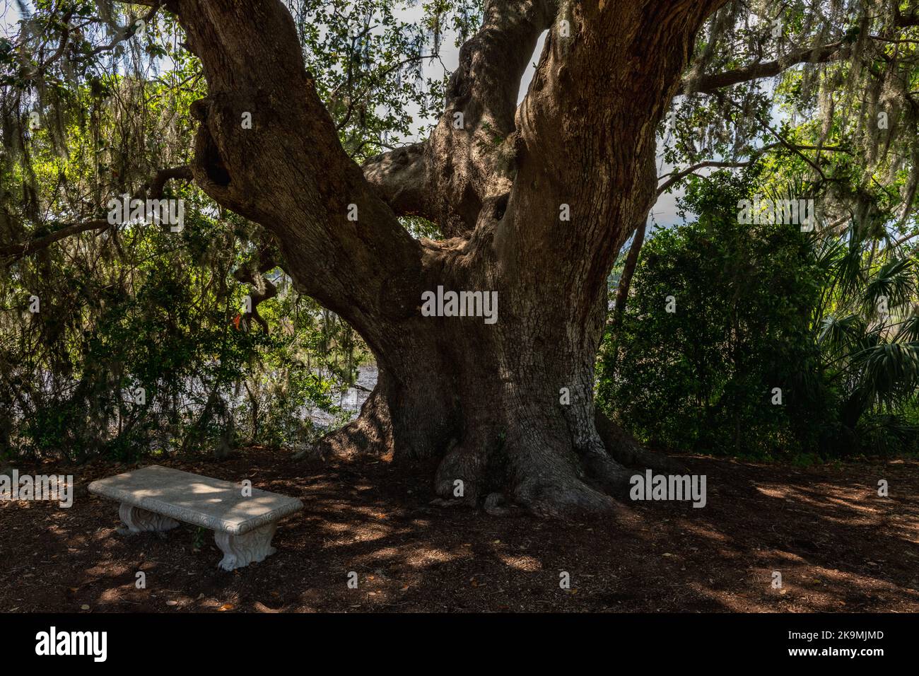 A South Carolina low country view of stone bench beneath a oak tree ...