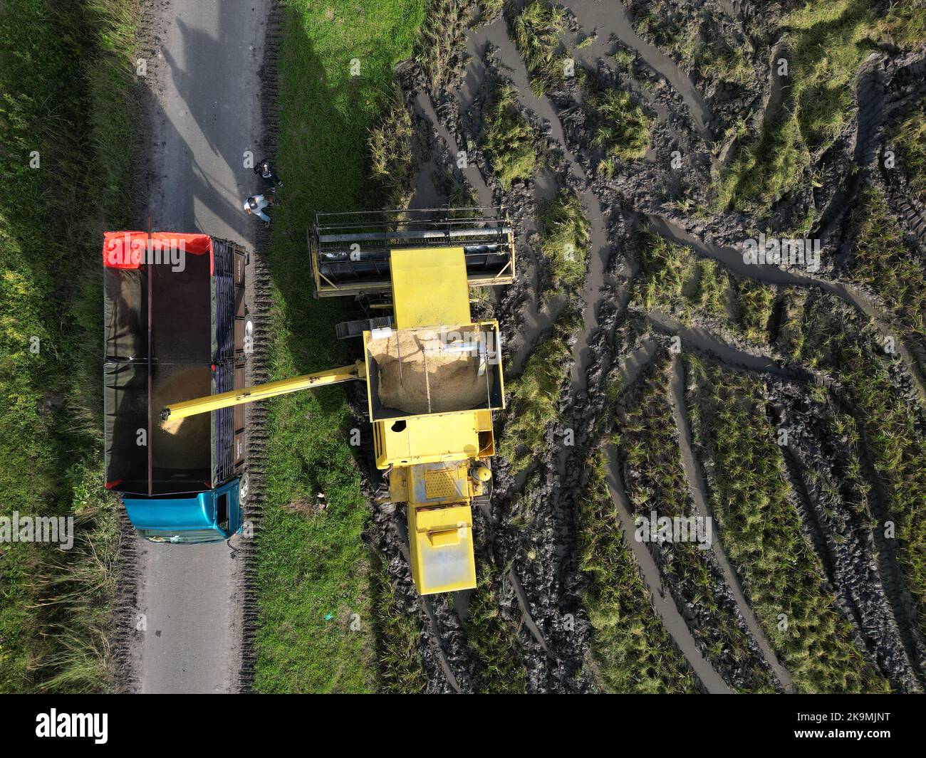 Combine rice harvester unloading the rice grain onto the lorry truck ...