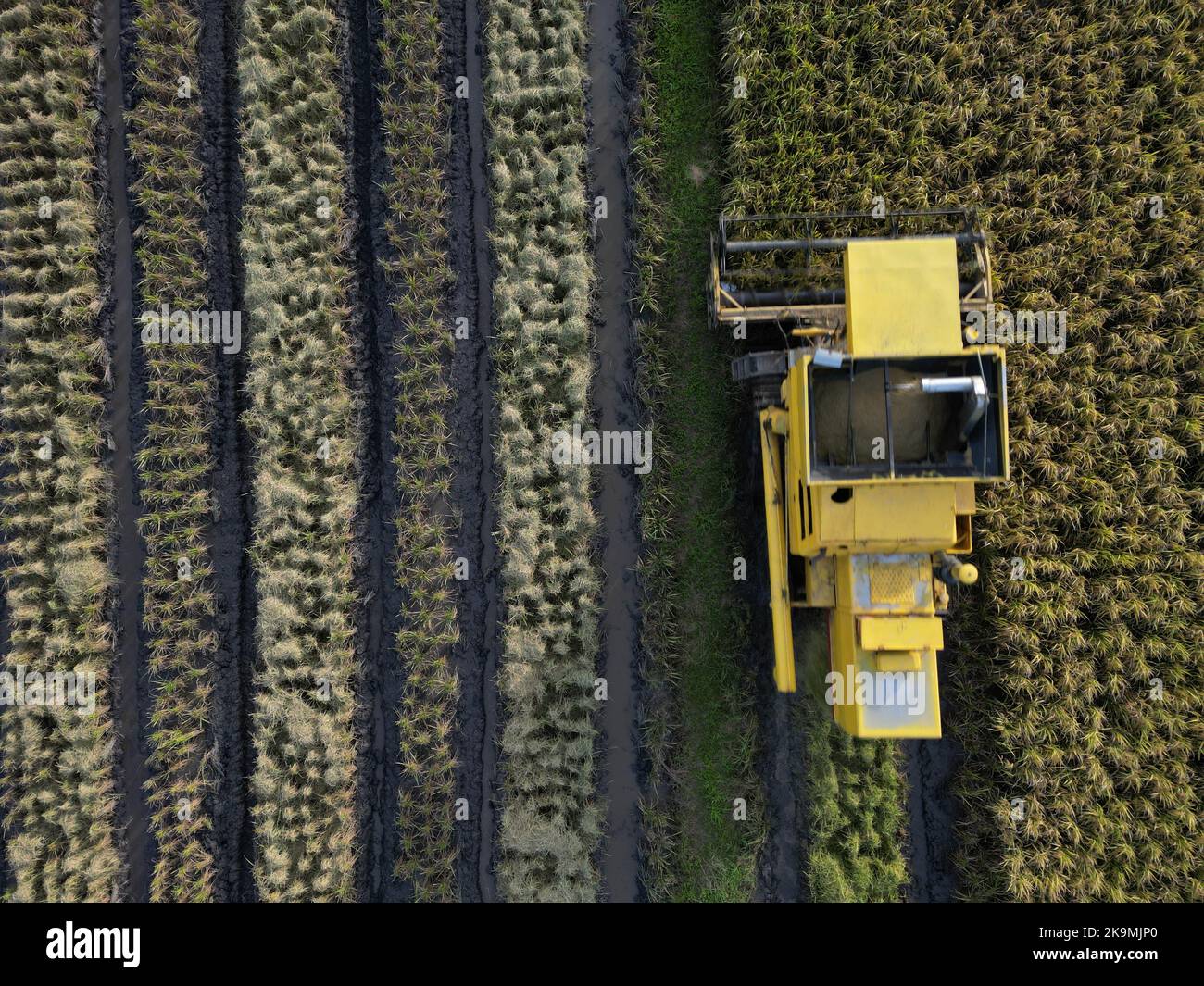 Combine harvester reaping through yellow rice plant. Aerial drone shot ...