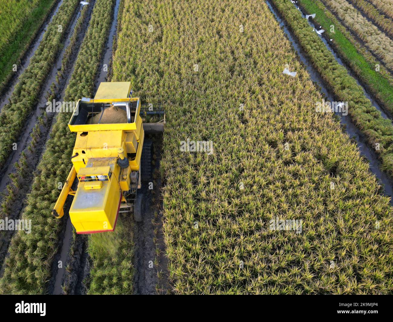 Combine harvester reaping through yellow rice plant. Aerial drone shot ...