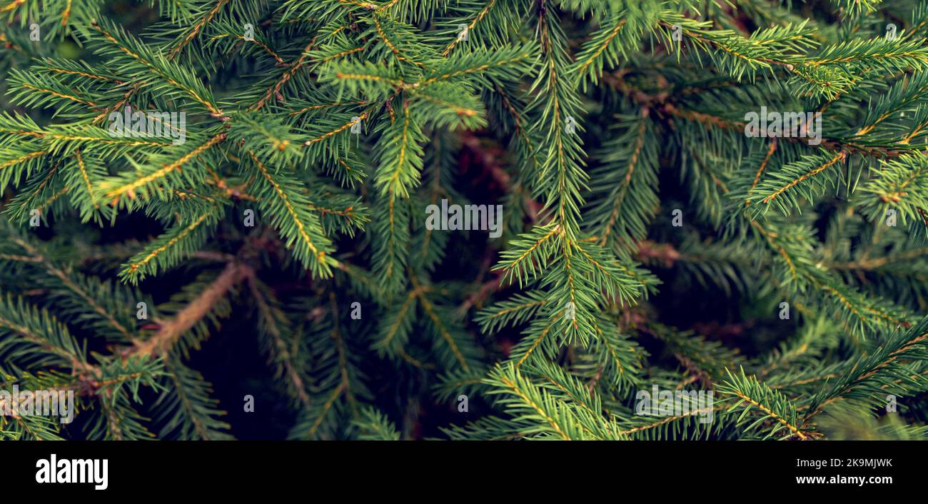 Green background of evergreen prickly spruce branches Stock Photo - Alamy