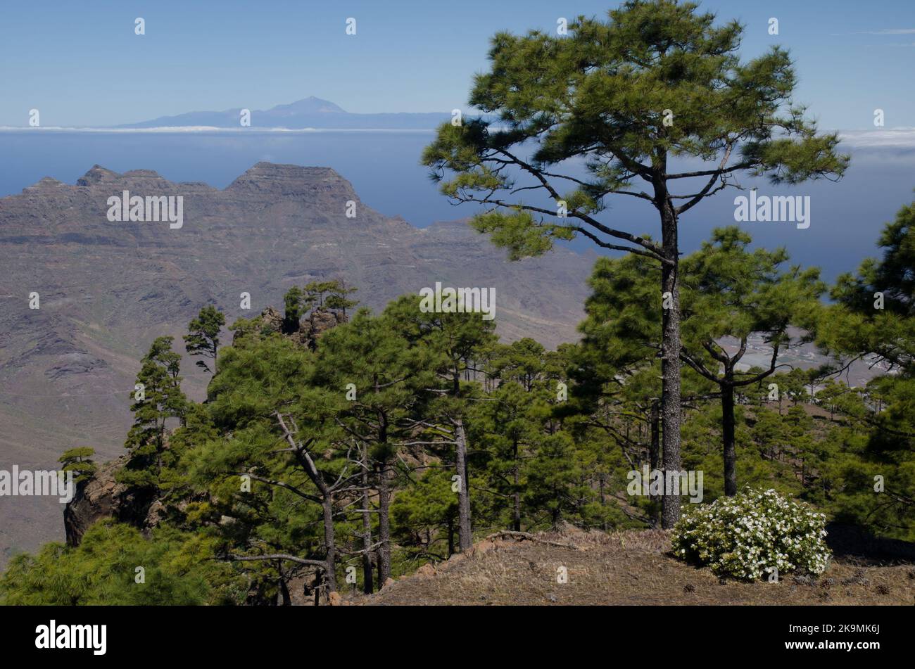 Forest of Canary Island pine Pinus canariensis in the Reserve of Inagua ...