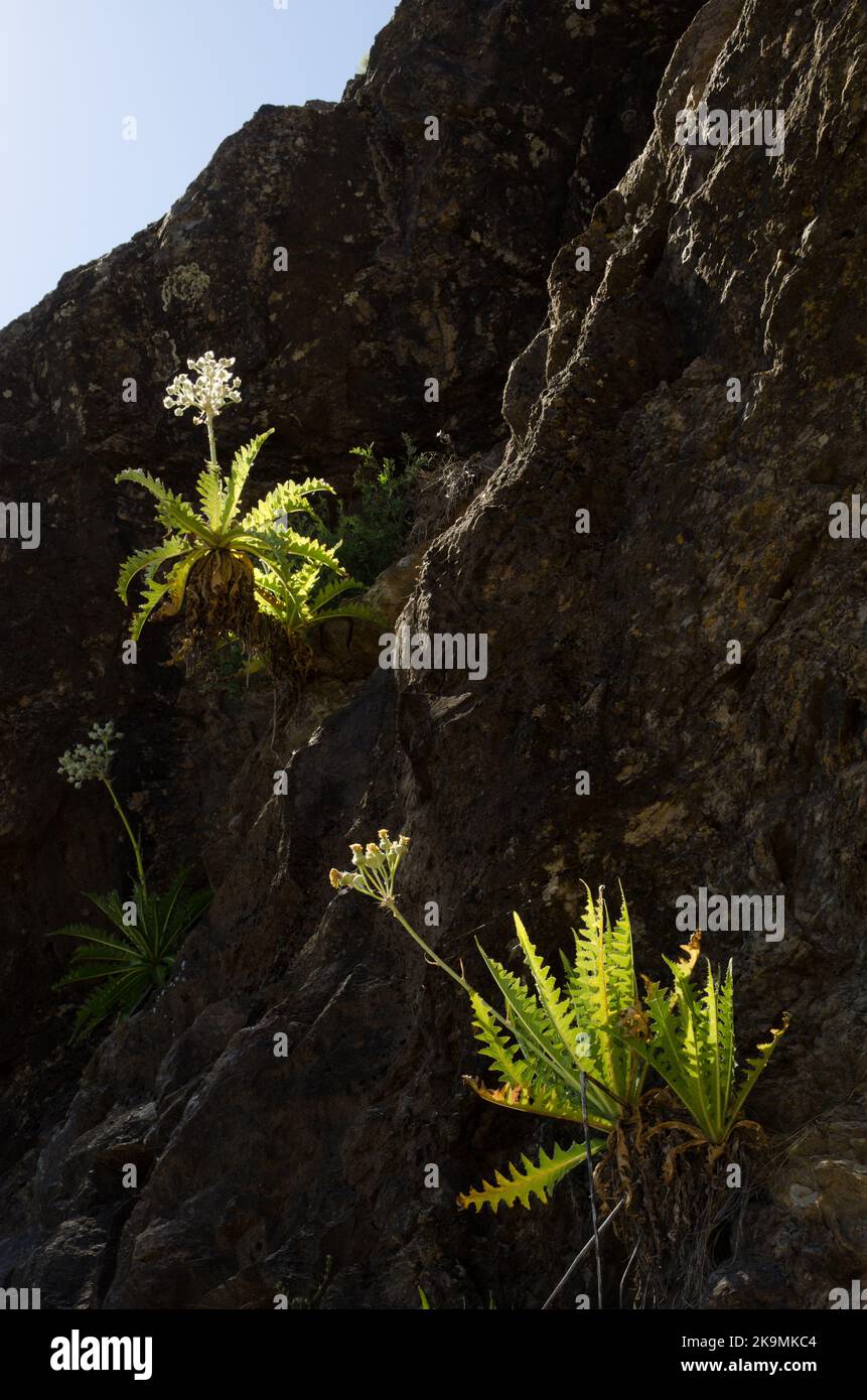 Specimens of Sonchus acaulis growing on a cliff. Integral Natural ...