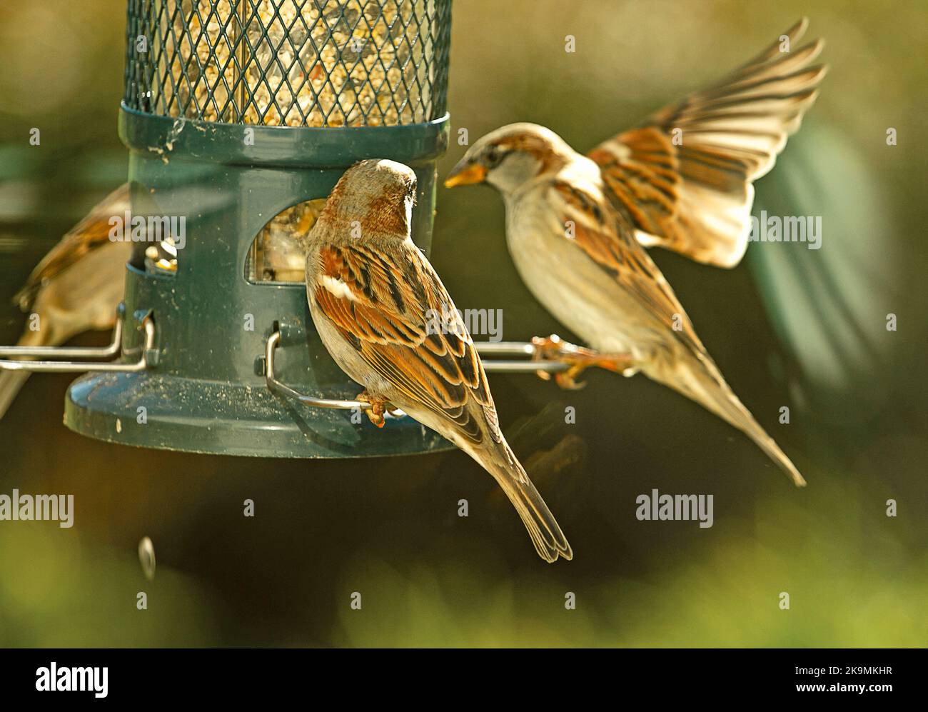 Sparrows being watchful or feeding at birdfeeder on fall day Stock ...