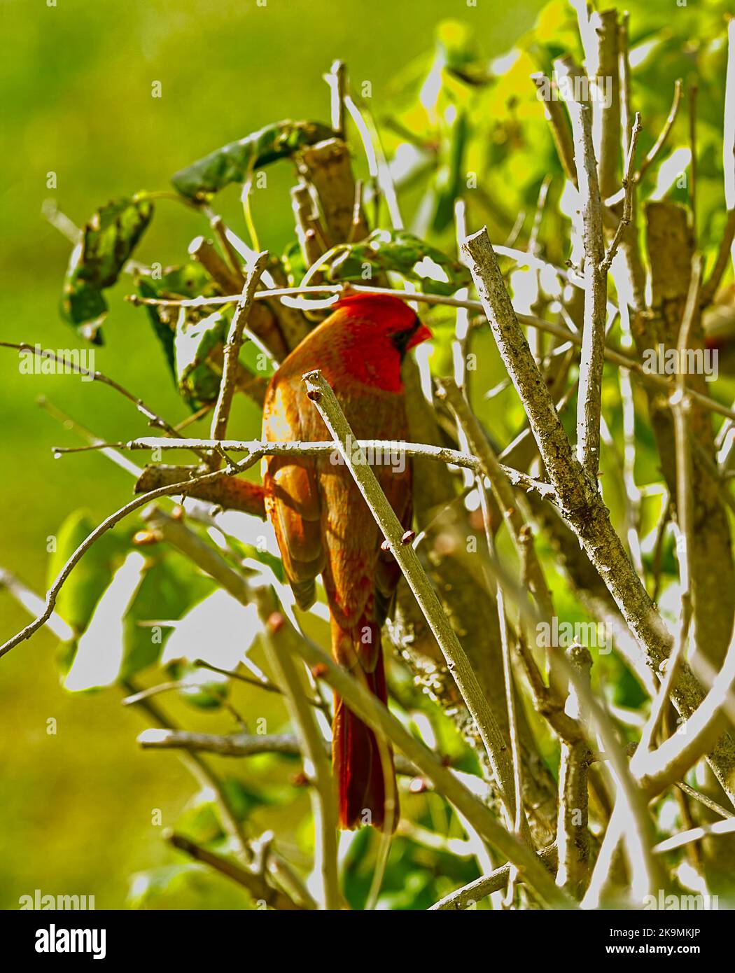 Northern cardinal in fall hi-res stock photography and images - Alamy