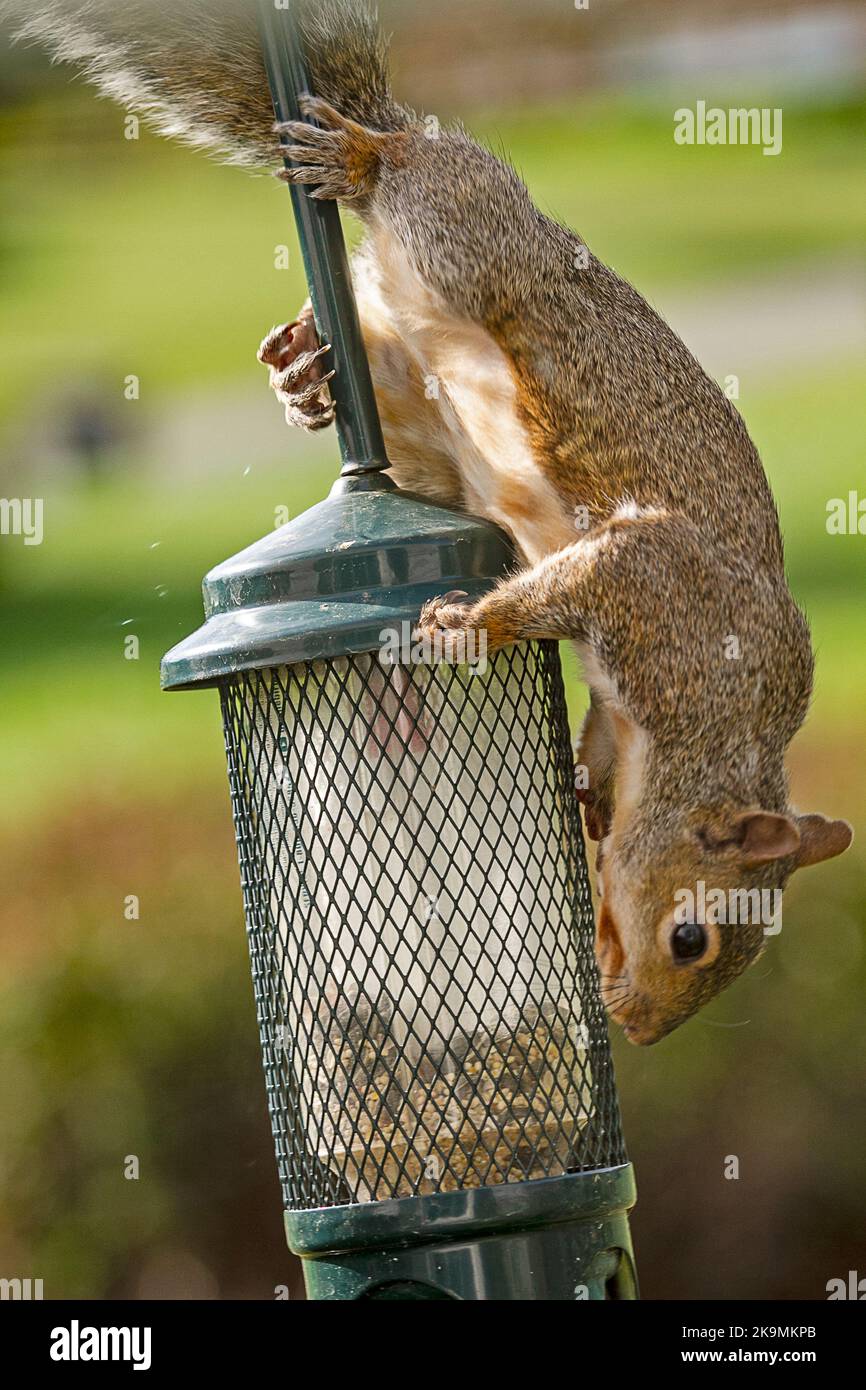 Busy Squirrel attempting to invade bird feeder Stock Photo - Alamy