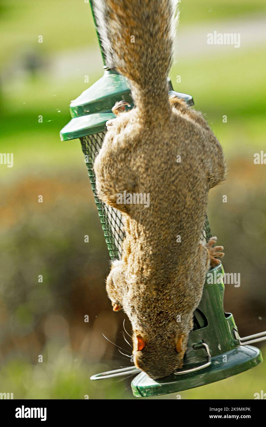 Busy Squirrel attempting to invade bird feeder Stock Photo - Alamy